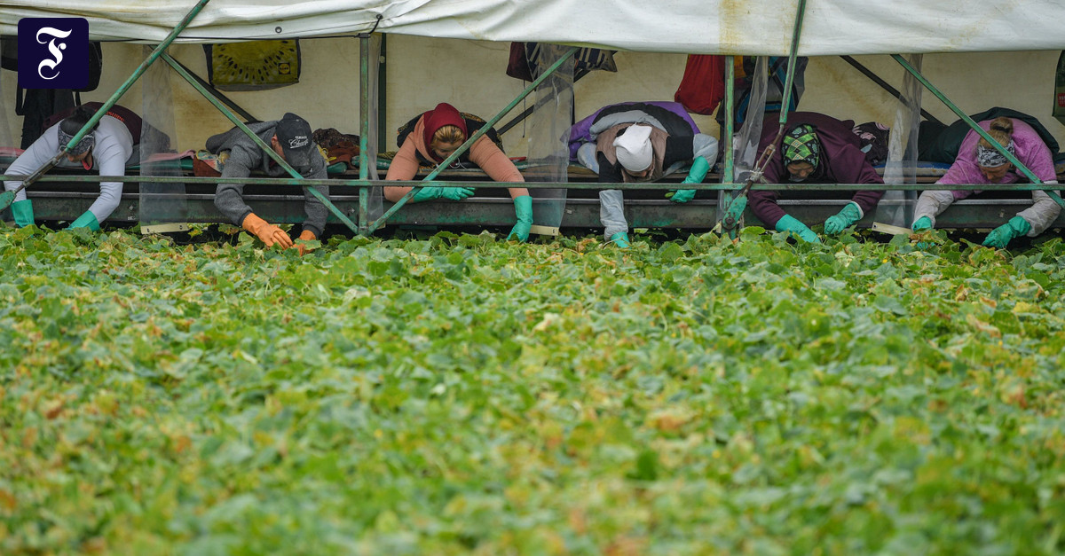 Lebensmittelskandal um Obst- und Gemüsebetrieb aus Hessen