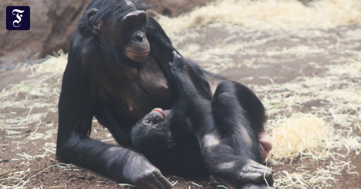 Bonobo-Baby im Frankfurter Zoo verendet