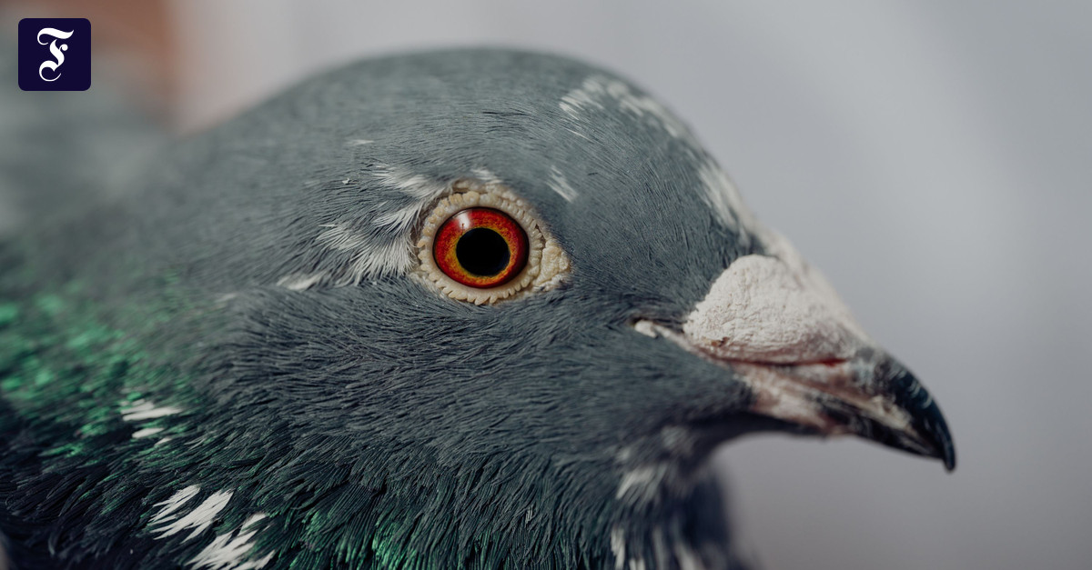 Tauben zu töten ist keine Lösung: Tierschutz in der Stadt