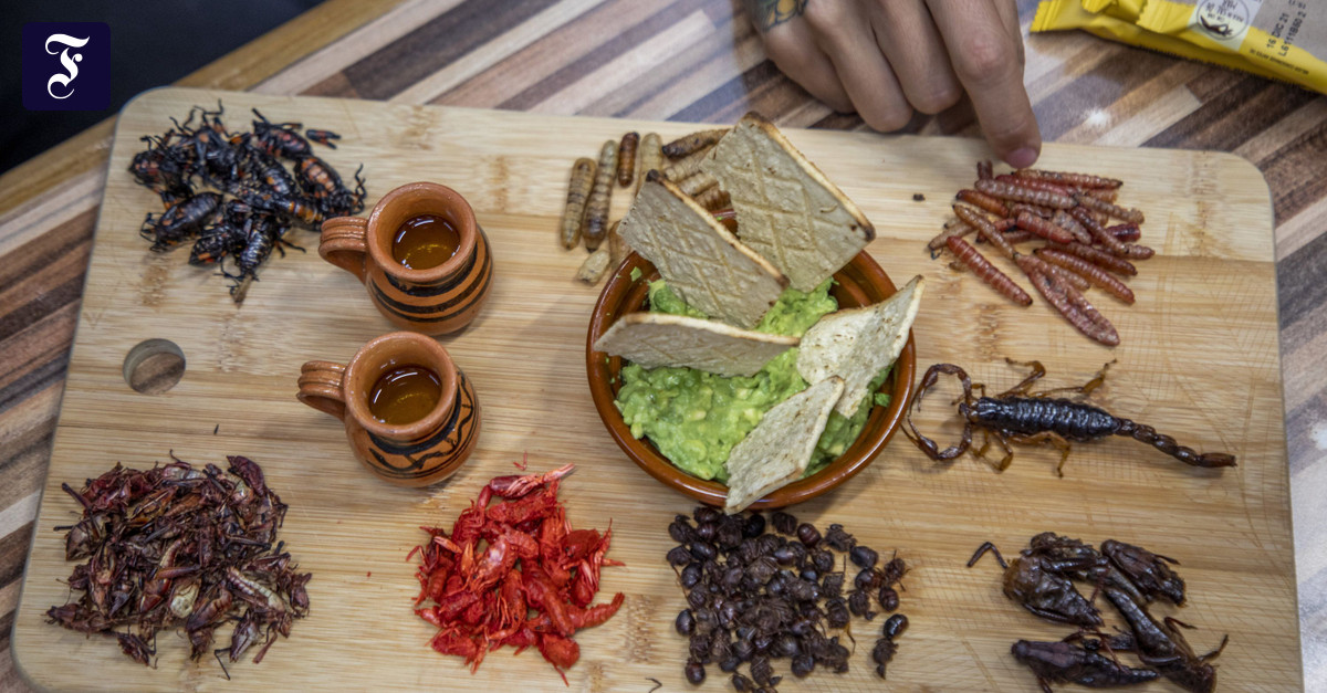 Könnten Insekten eine Grundlage für die Lebensmittelindustrie sein?