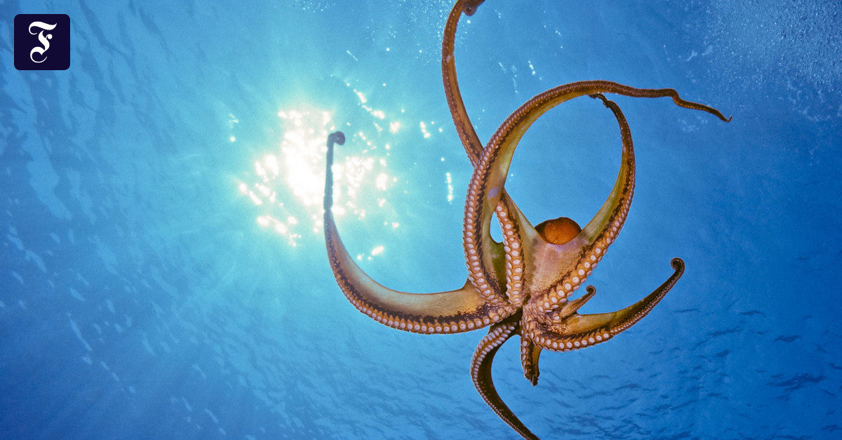 Oktopus: Sind Kraken sozial und können träumen?