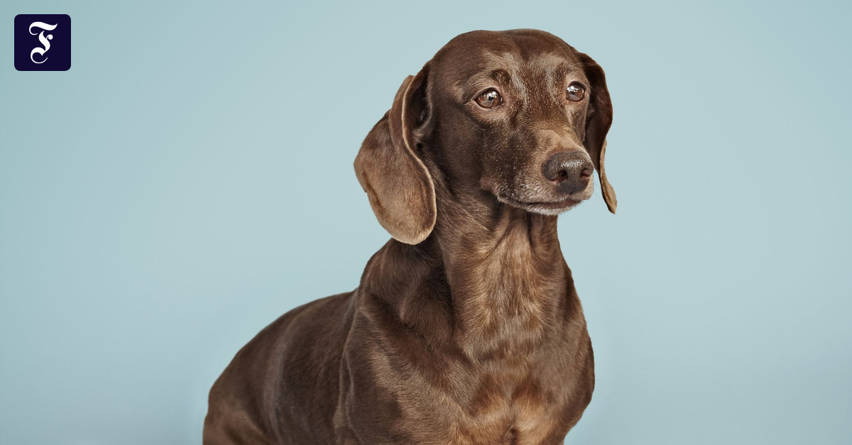 Hund im Hype: Wieso lieben Deutsche Dackel so? | FAZ