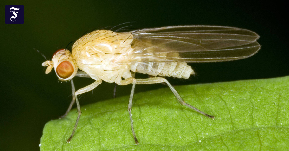 Protein CYRI steuert Wundheilung und bekämpft Krebs