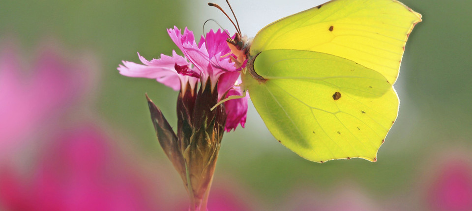Tier der Woche: Der Zitronenfalter