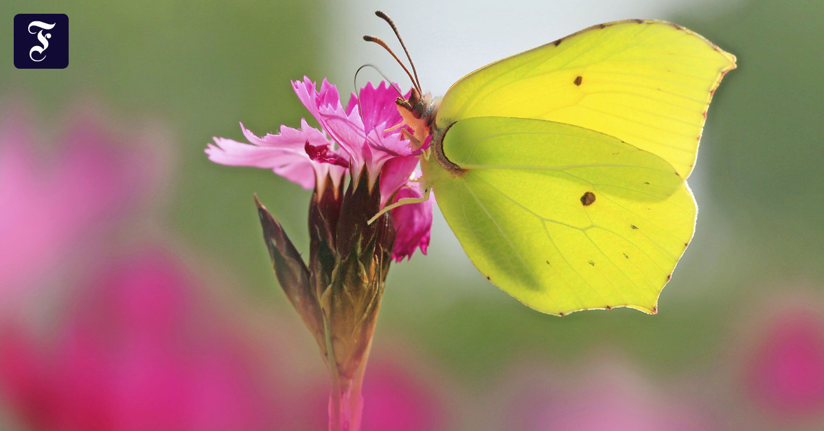 Tier der Woche: Der Zitronenfalter