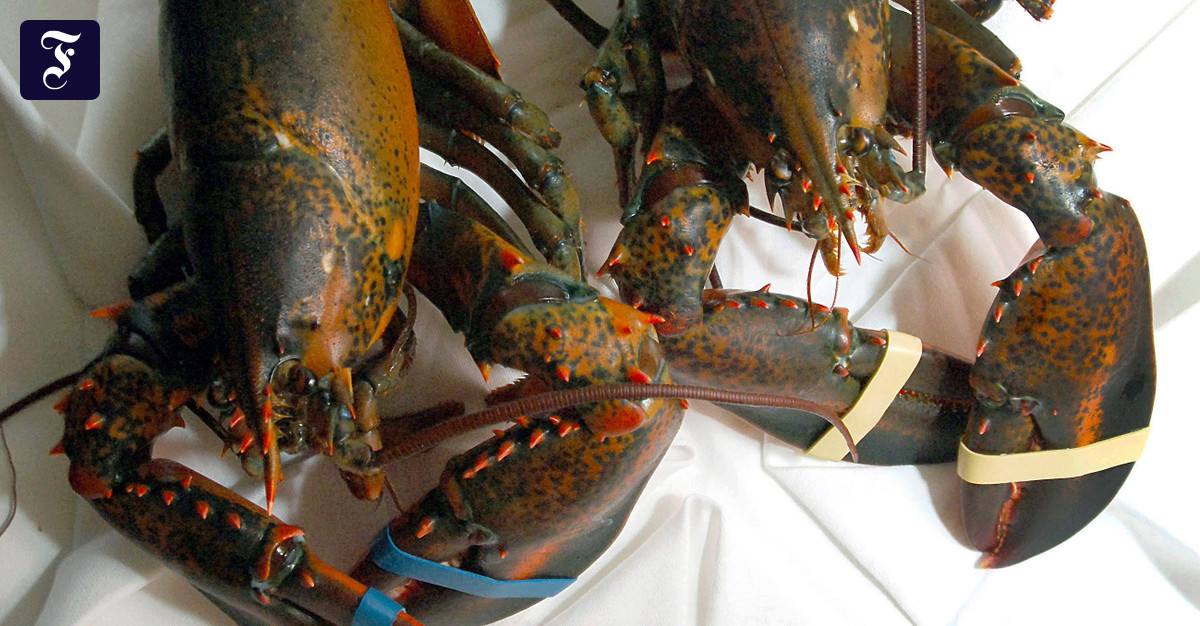 Schweiz reglementiert Kochen von Hummern
