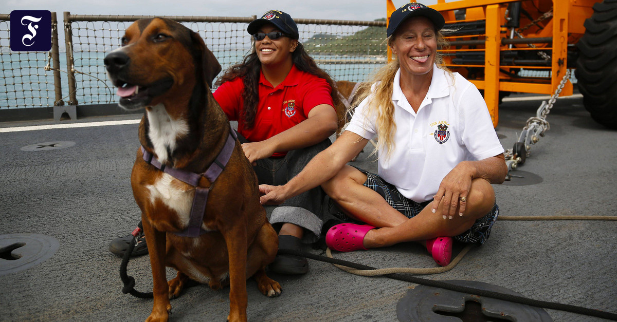 Seglerinnen sollen fünfmonatige Odyssee erfunden haben