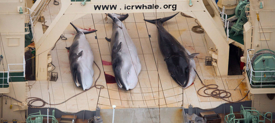 Waljagd: Japan legt umstrittenes Walfangprogramm vor