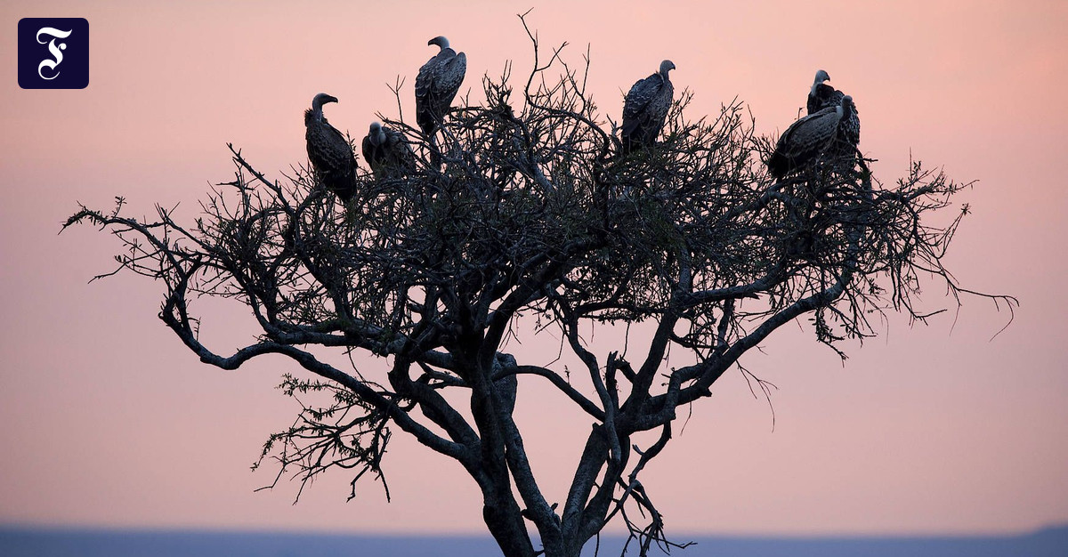 Afrikanische Geier sind vom Aussterben bedroht