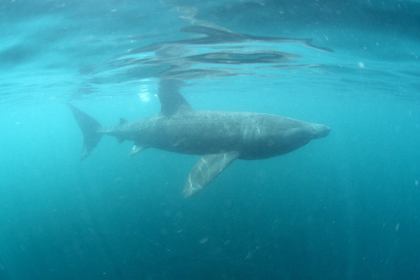 Bild zu: Dänemark: Acht Meter langer Riesenhai in der Nordsee gesichtet ...