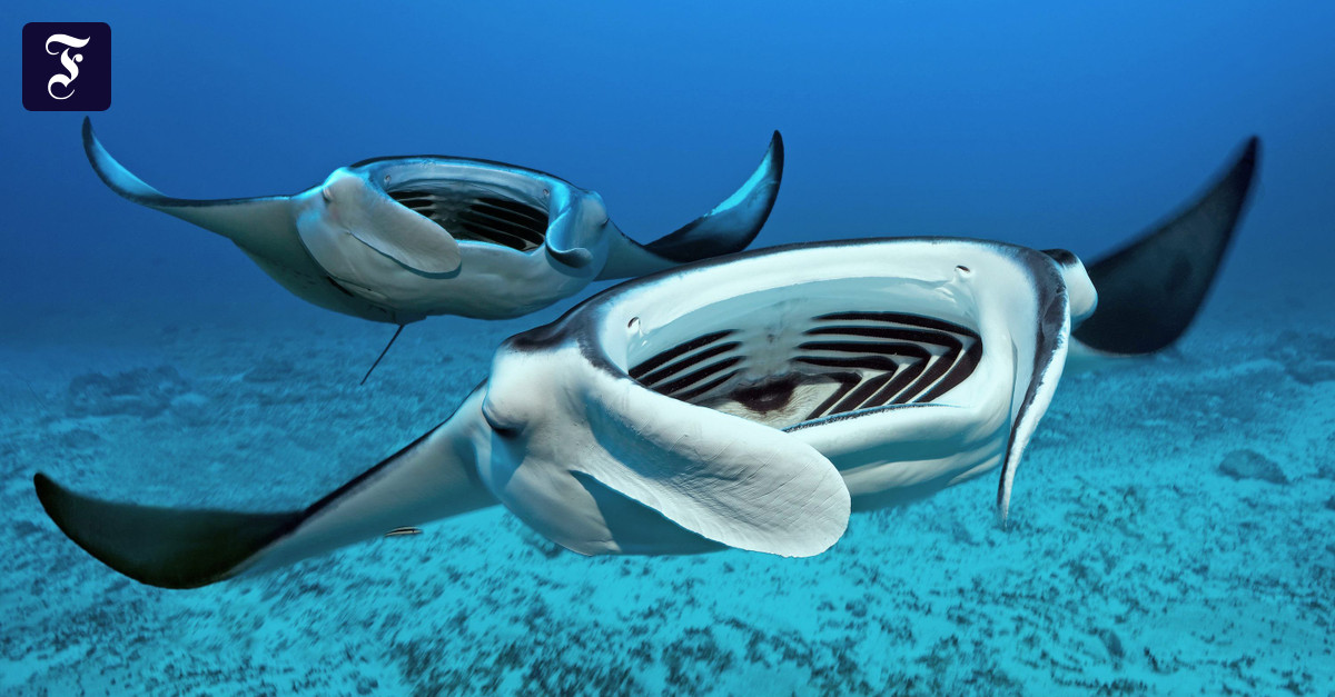 Lebewesen der Woche: Teufelsrochen