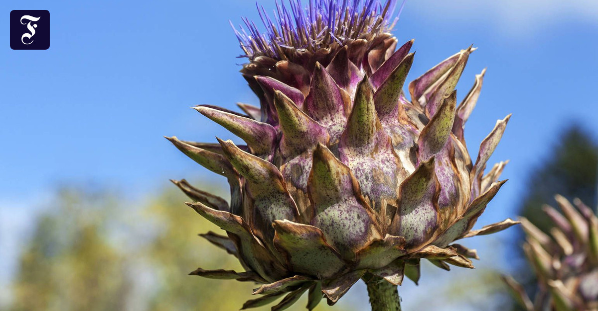 Kardonen: Augenschmaus und Gaumenfreude