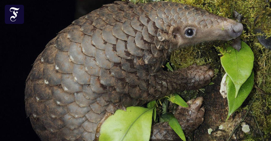 Welt-Pangolin-Tag: Wehrlos wie ein Tannenzapfen
