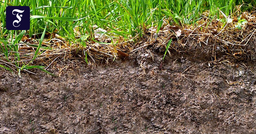 Wo Pilze auf die Jagd gehen: Peter Laufmann erklärt, warum der Erdboden ...