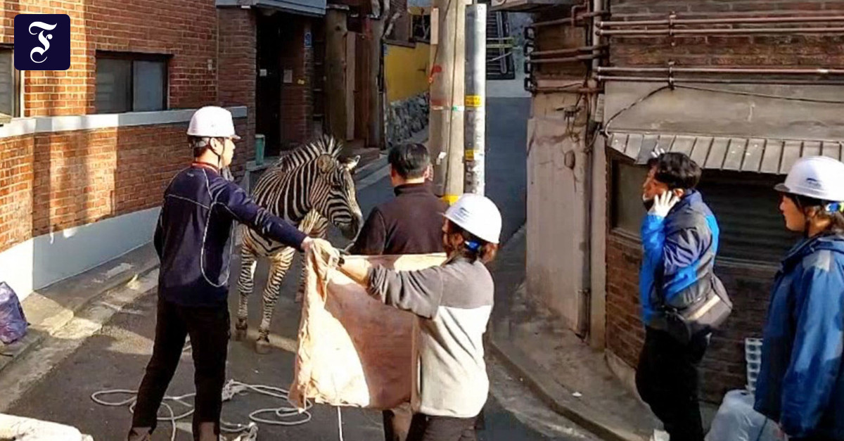 Ausgebüxtes Zebra sorgt für Wirbel in Wohnviertel