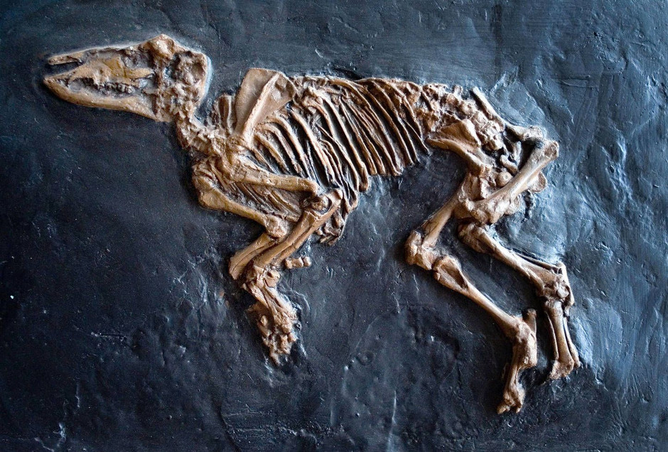 Unesco-Welterbe Grube Messel