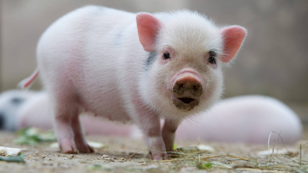 Sex, Gestank und wilde Schweine - Kuriose Mieterprozesse