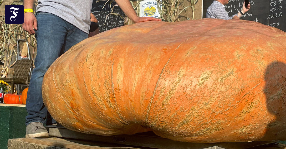 865 Kilo-Koloss gewinnt Kürbis-Wettbewerb in Klaistow