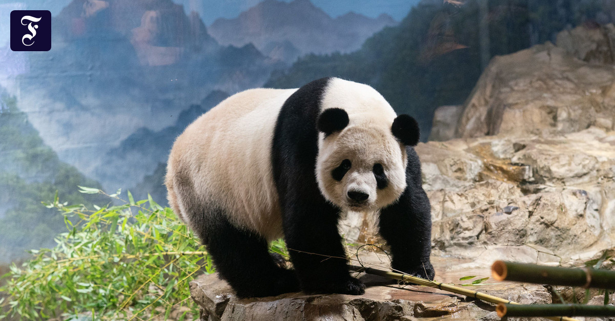 Pandas aus Washington zurück nach China: Ende der Panda-Diplomatie?