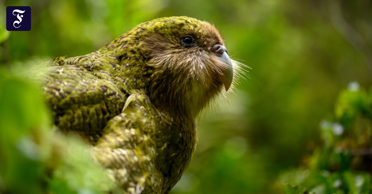 Neuseeland: Warum die Rückkehr der Papageien ein Meilenstein ist