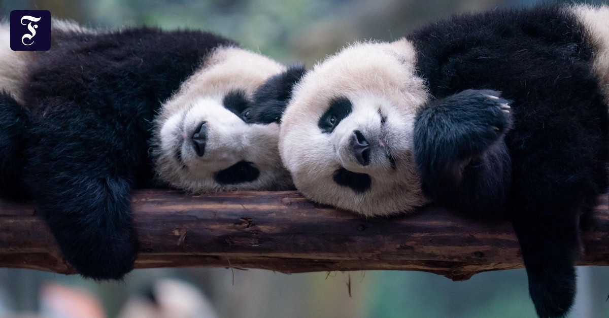 Mehr Pandas leben in China in freier Wildbahn