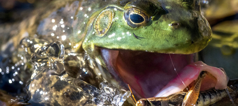 Baden-Württemberg: Wie der Ochsenfrosch einheimische Arten bedroht