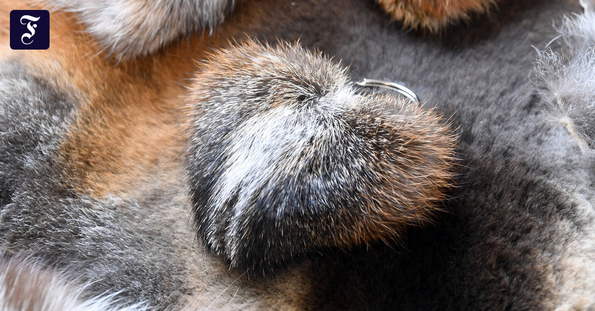 Pelze aus heimischer Jagd sehr gefragt