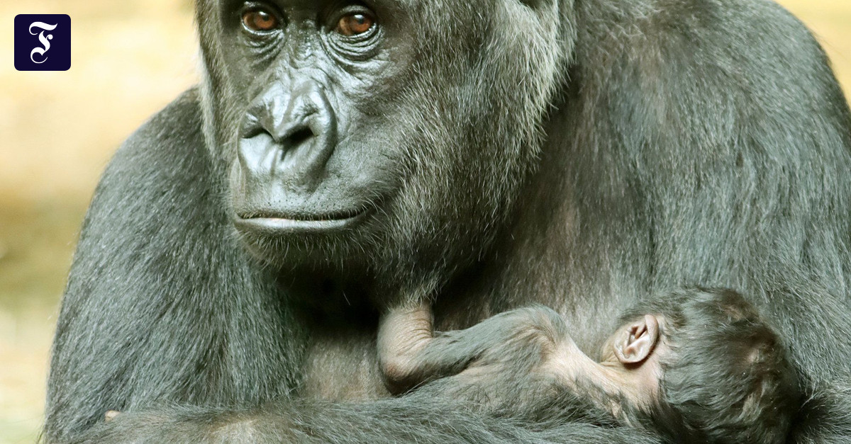 Gorillababy im Berliner Zoo geboren