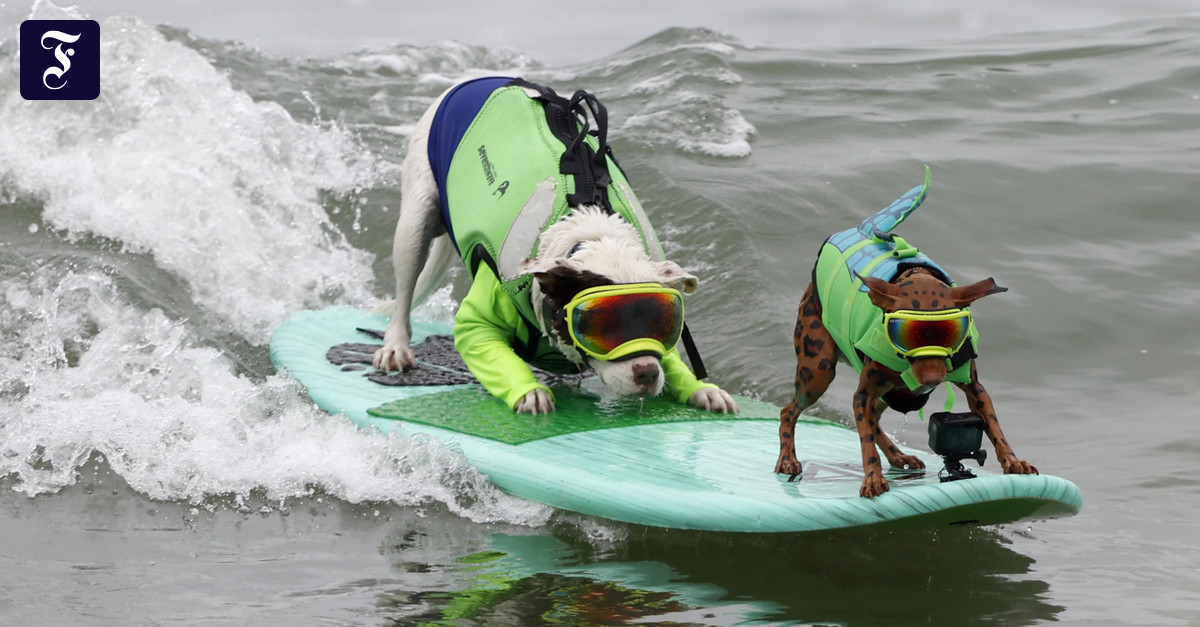 „Dog Surfing“: Weltmeisterschaft für surfende Hunde in San Francisco
