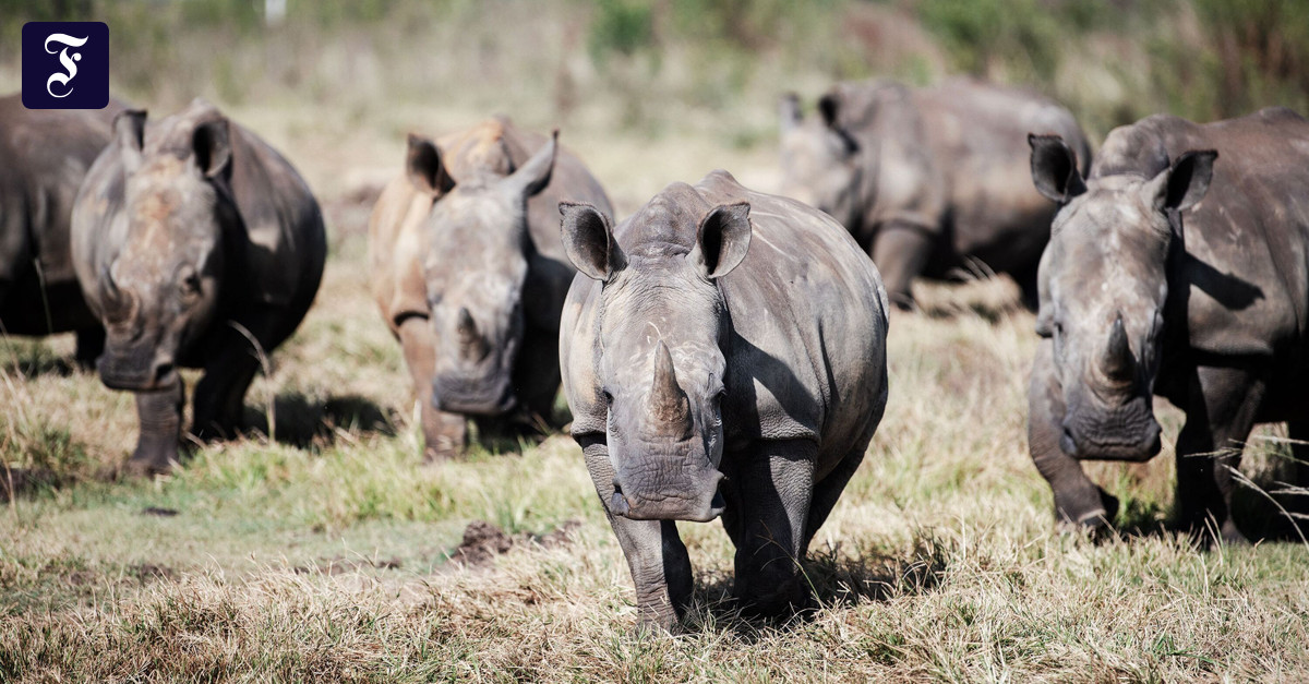 Südafrika: Naturschützer kaufen größtes Nashorn-Zuchtprojekt der Welt