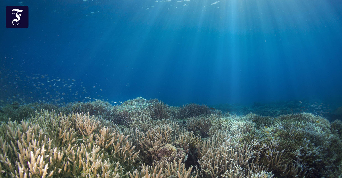 Erwärmung der Weltmeere: Zweite Korallenbleiche innerhalb von zehn Jahren
