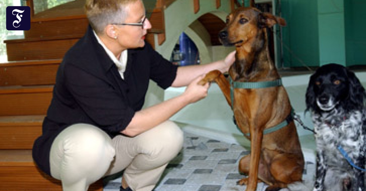 Pfötchenhotel: Das Hotel ist auf den Hund gekommen - Reise - FAZ