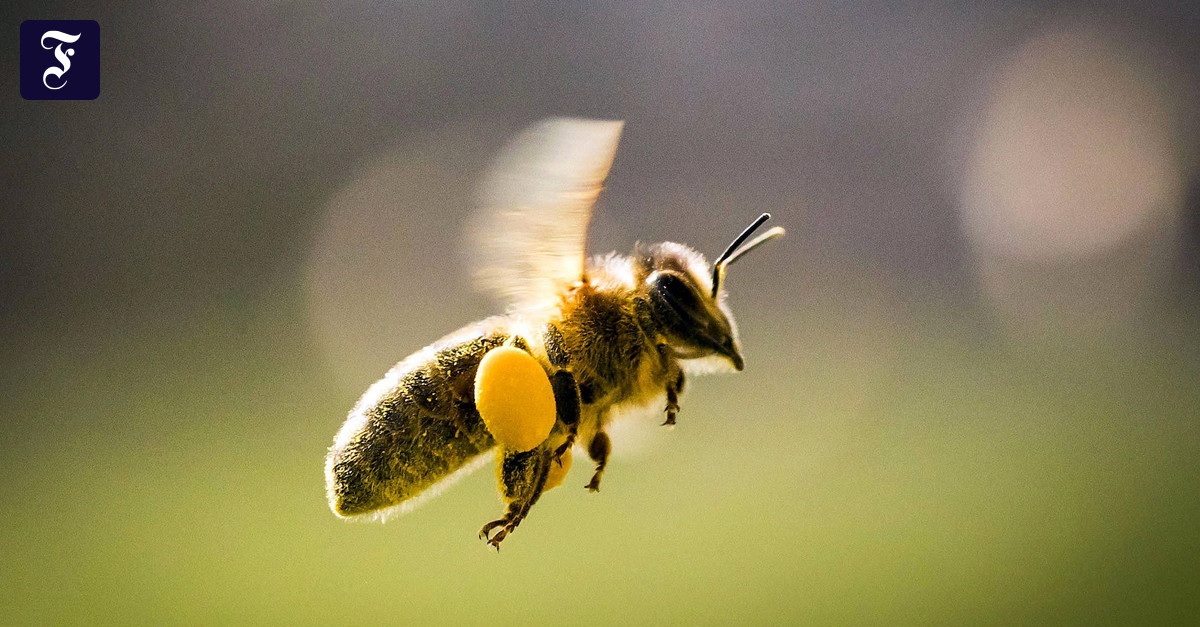 Bee-Rent vermietet Bienenstöcke.