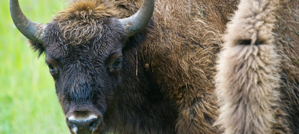 Wisente in Deutschland Scheuer wilder Zottel