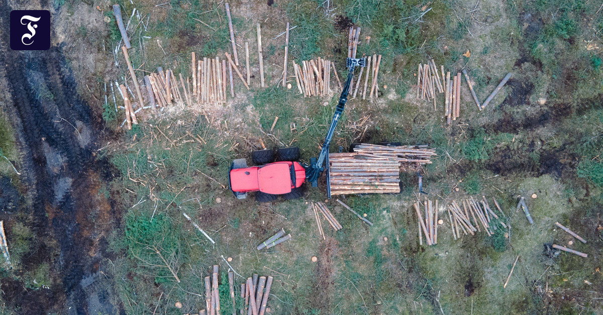 Waldzerstörung: Rodungen haben 2022 weltweit zugenommen