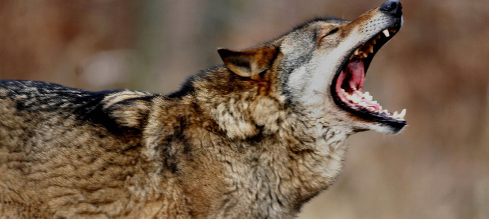 Brandenburg: Wolf von Wilderer geköpft