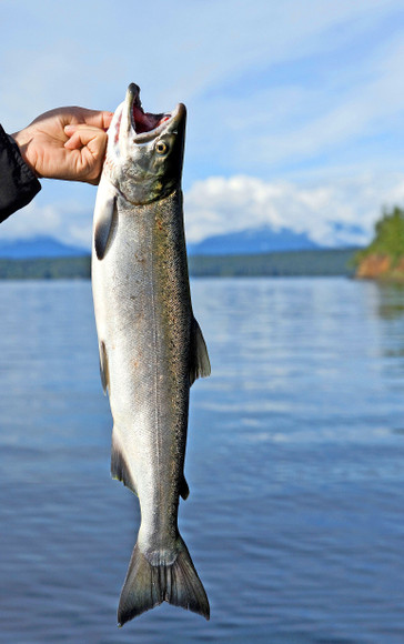 Bilderstrecke zu: Lachsfischen in Alaska - Bild 4 von 5 - FAZ