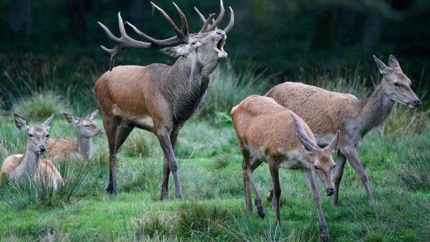 Sind Hirsche männliche Rehe? (Tiere, Wald)