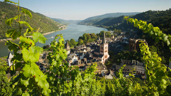 Rheingau aktuell: News der FAZ zur Weinregion