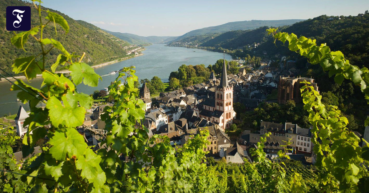 Weinregion Rheingau: Damit der Traum vom Weingut kein Albtraum wird