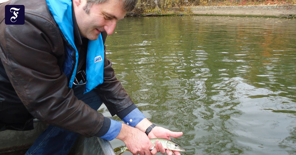 Naturschutz: Neue Fische für Hessens Flüsse - Rhein-Main - FAZ