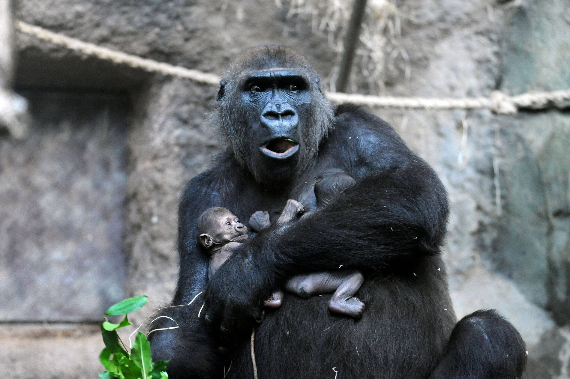 Gorillas Bei Der Geburt Zoo Berlin Bei Der Geburt Ist
