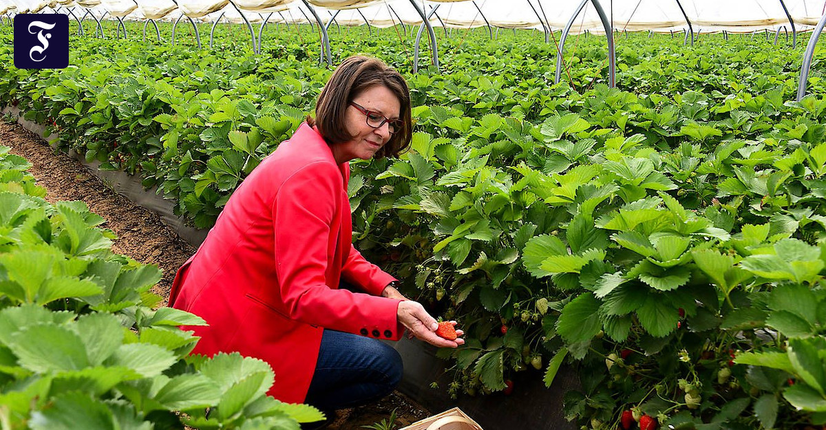 Erdbeeren pflücken für die Galerie