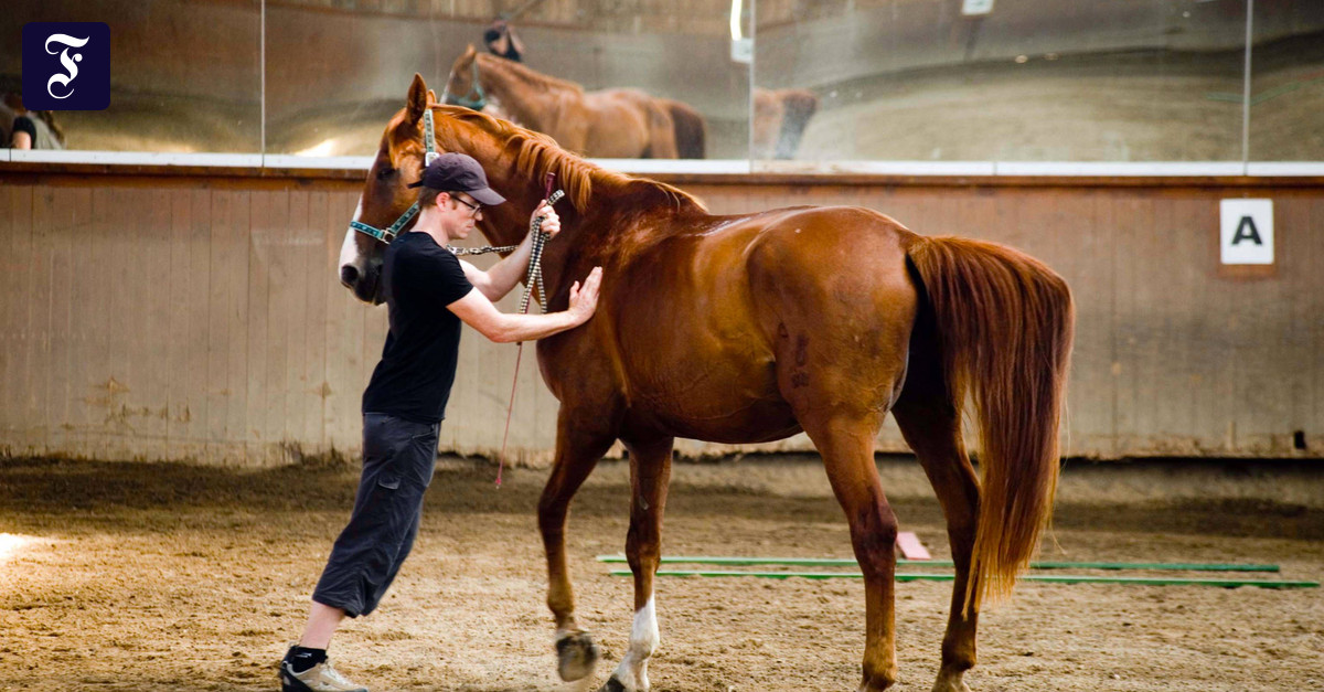 Managerseminar: An Pferden für die Mitarbeiter üben