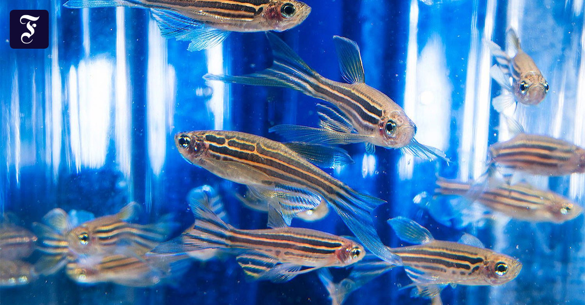 Forscher aus Gießen und Bad Nauheim zu Narben, Fischflossen und Gewebe