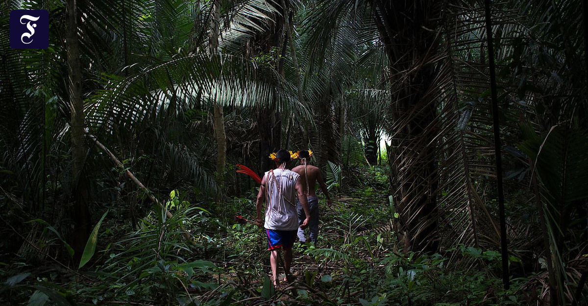 Amnesty: Rinder von illegalen Weiden aus Amazonien in Lieferkette | FAZ