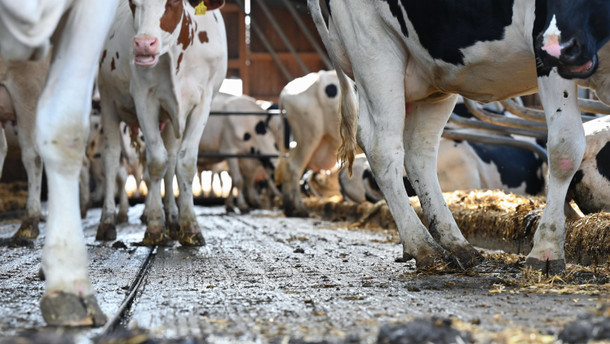 Trailer: „Apocalypse Cow: How Meat Killed the Planet“