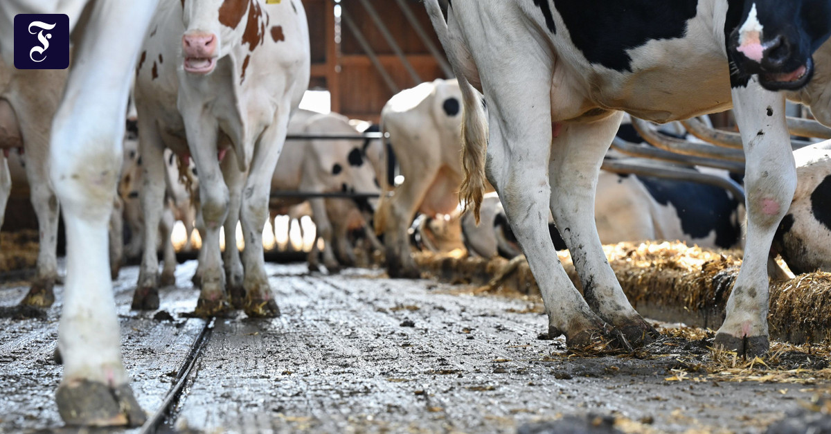 Trailer: „Apocalypse Cow: How Meat Killed the Planet“