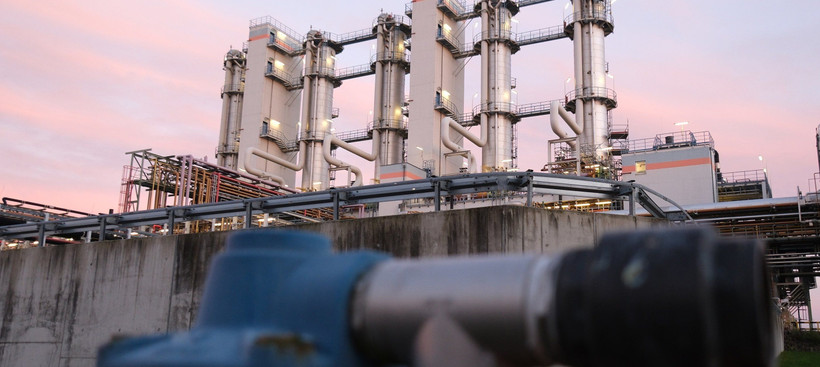 Frankfurt-Bonames: Ein erster Biber nagt an Nidda-Weiden - Rhein-Main - FAZ