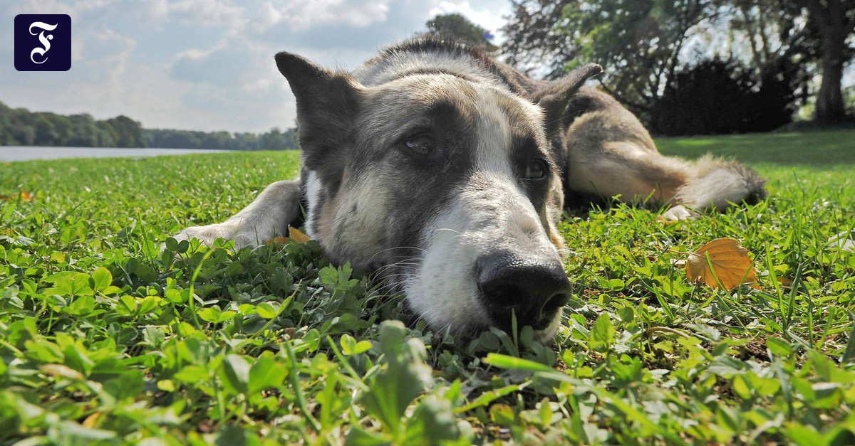 Glosse: Anders wedeln